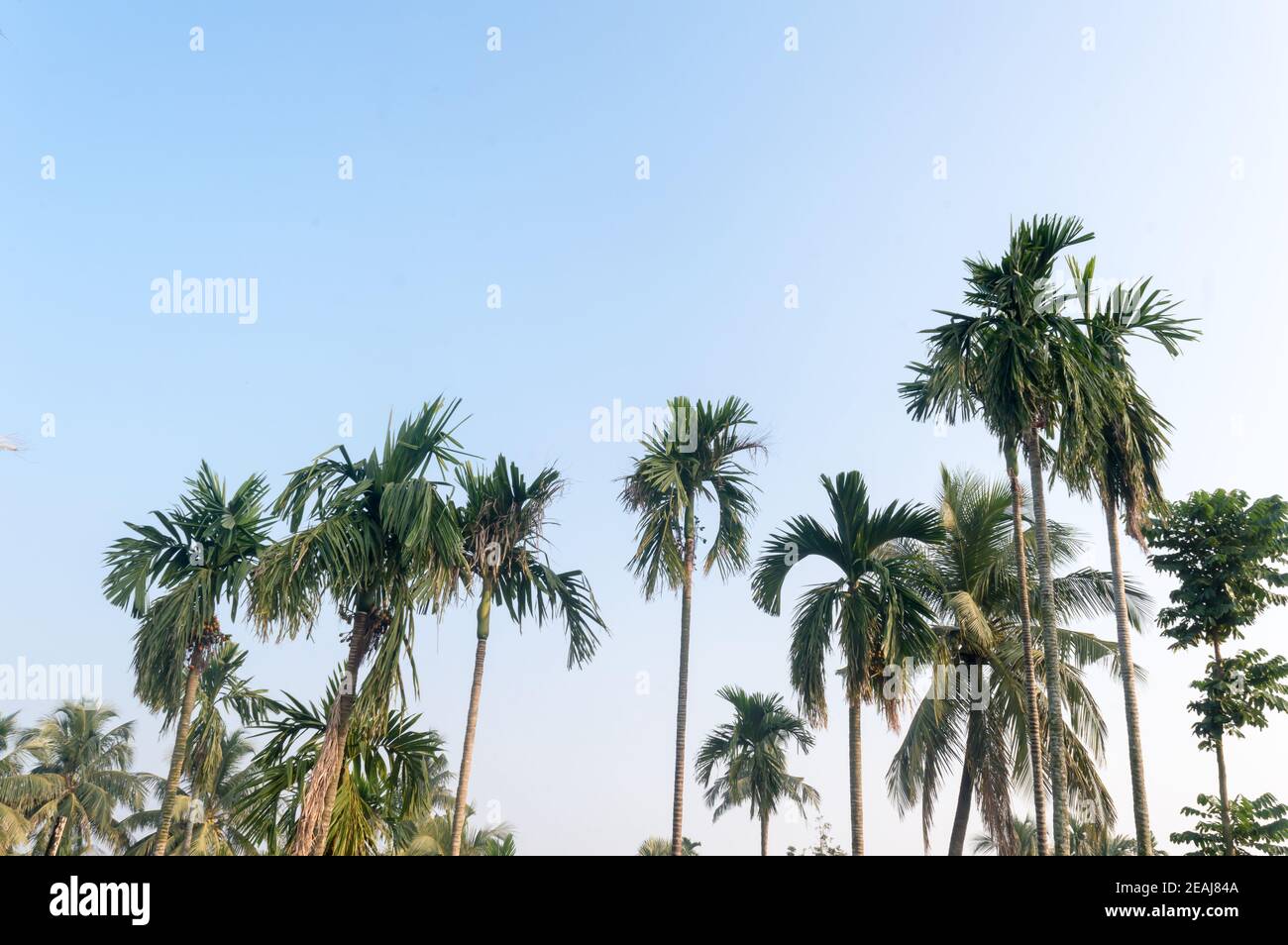 Beautiful sky over part hi-res stock photography and images - Alamy