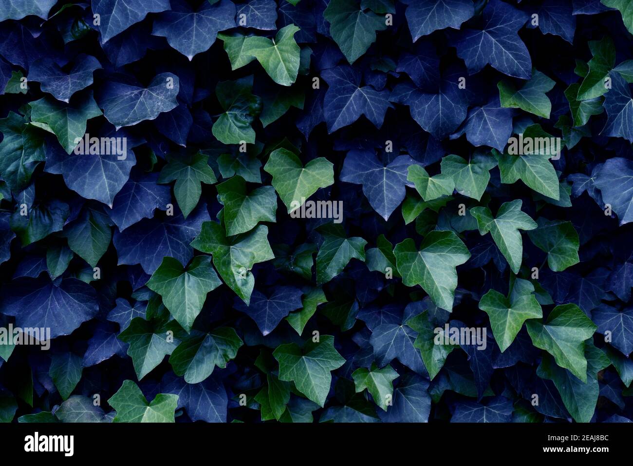 Dark leaves hi-res stock photography and images - Alamy