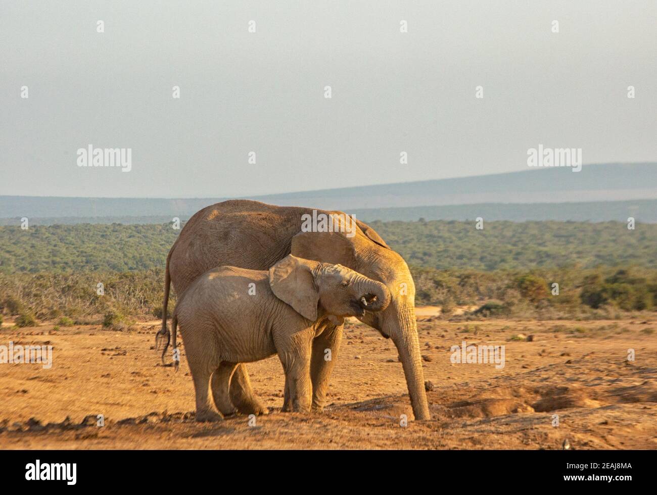 Baby African Elephants In Sunset