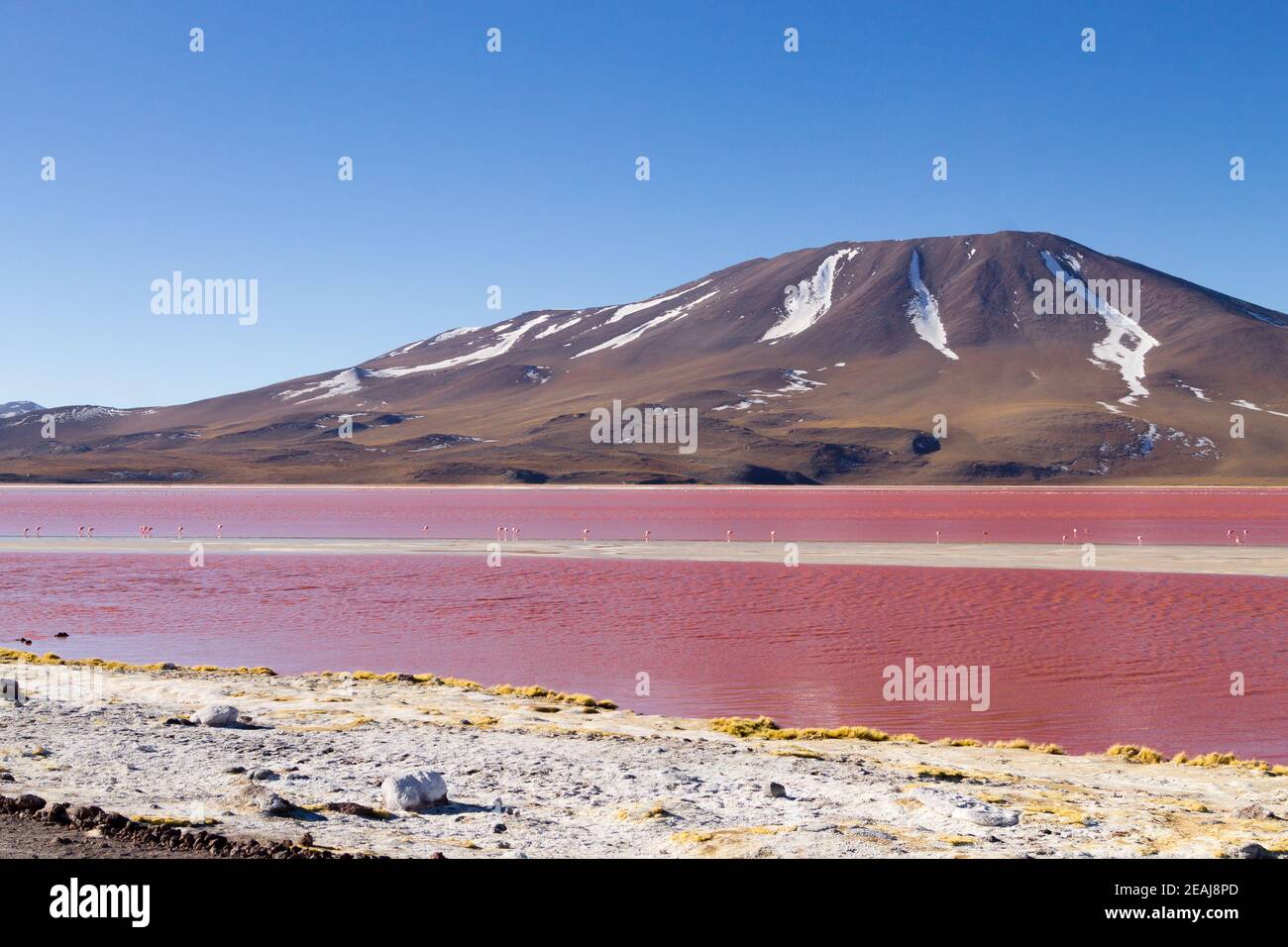 Laguna Colorada view, Bolivia Stock Photo - Alamy