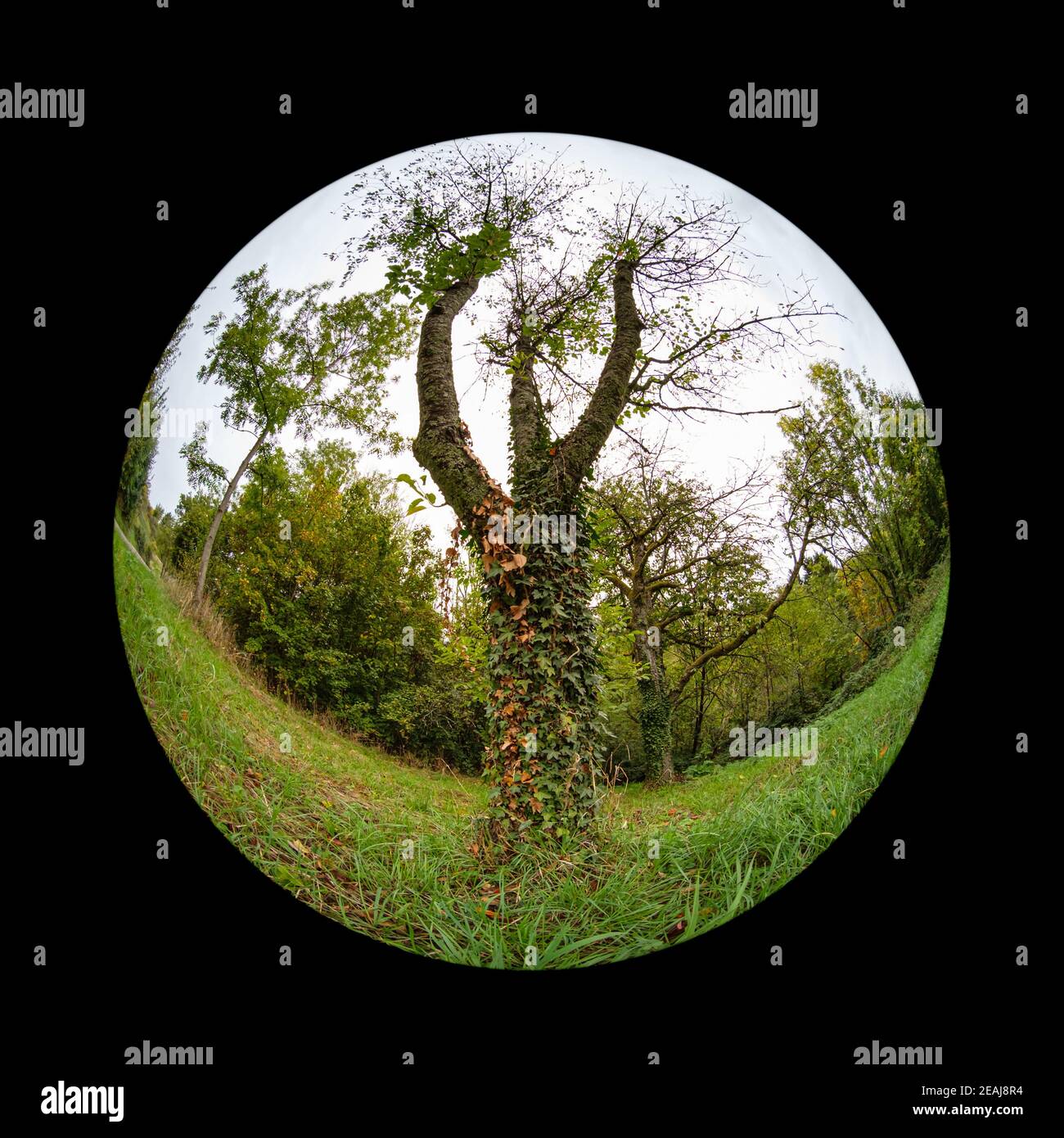 Tree in ivy hi-res stock photography and images - Alamy