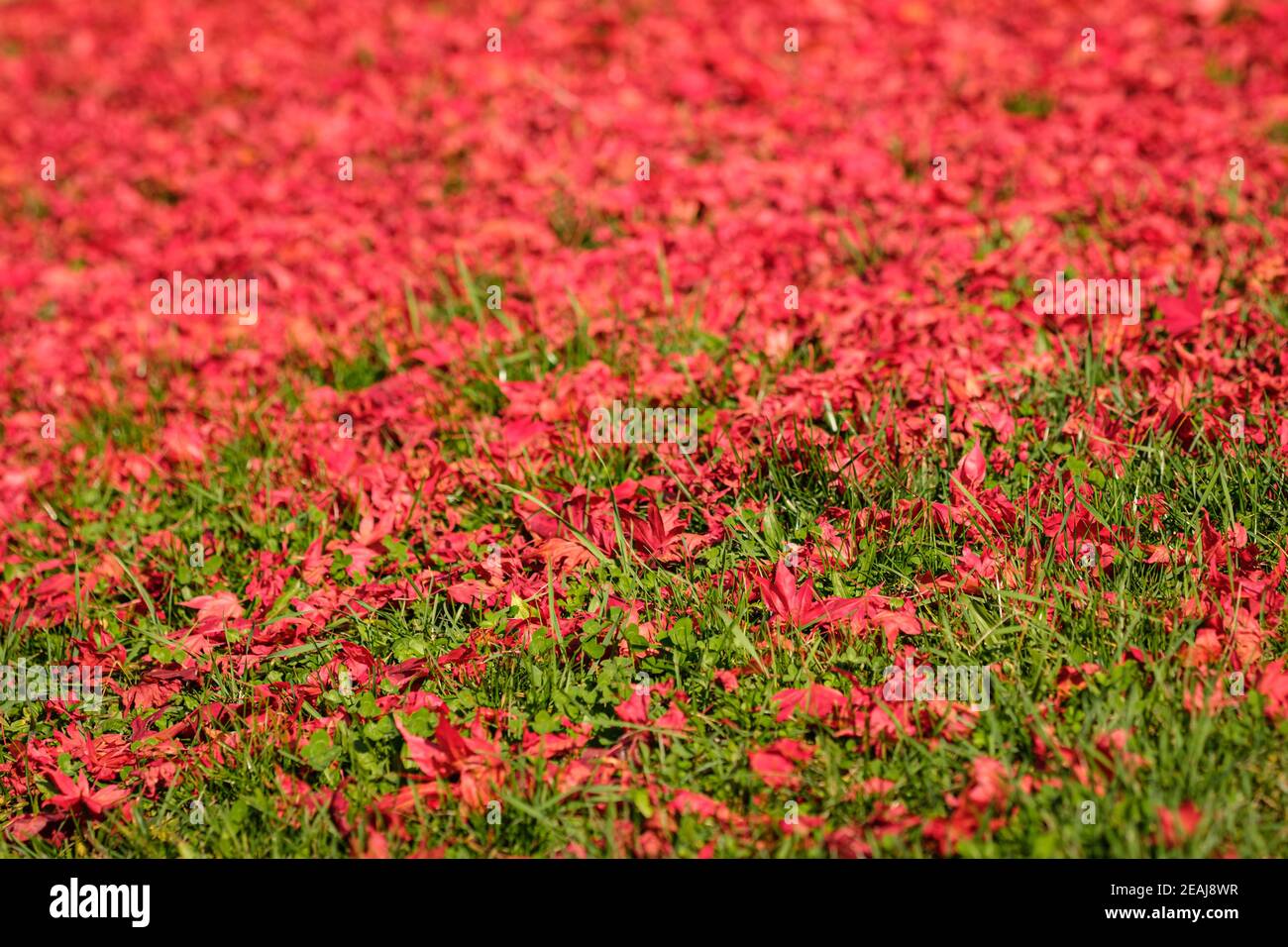 Red maple color hi-res stock photography and images - Alamy
