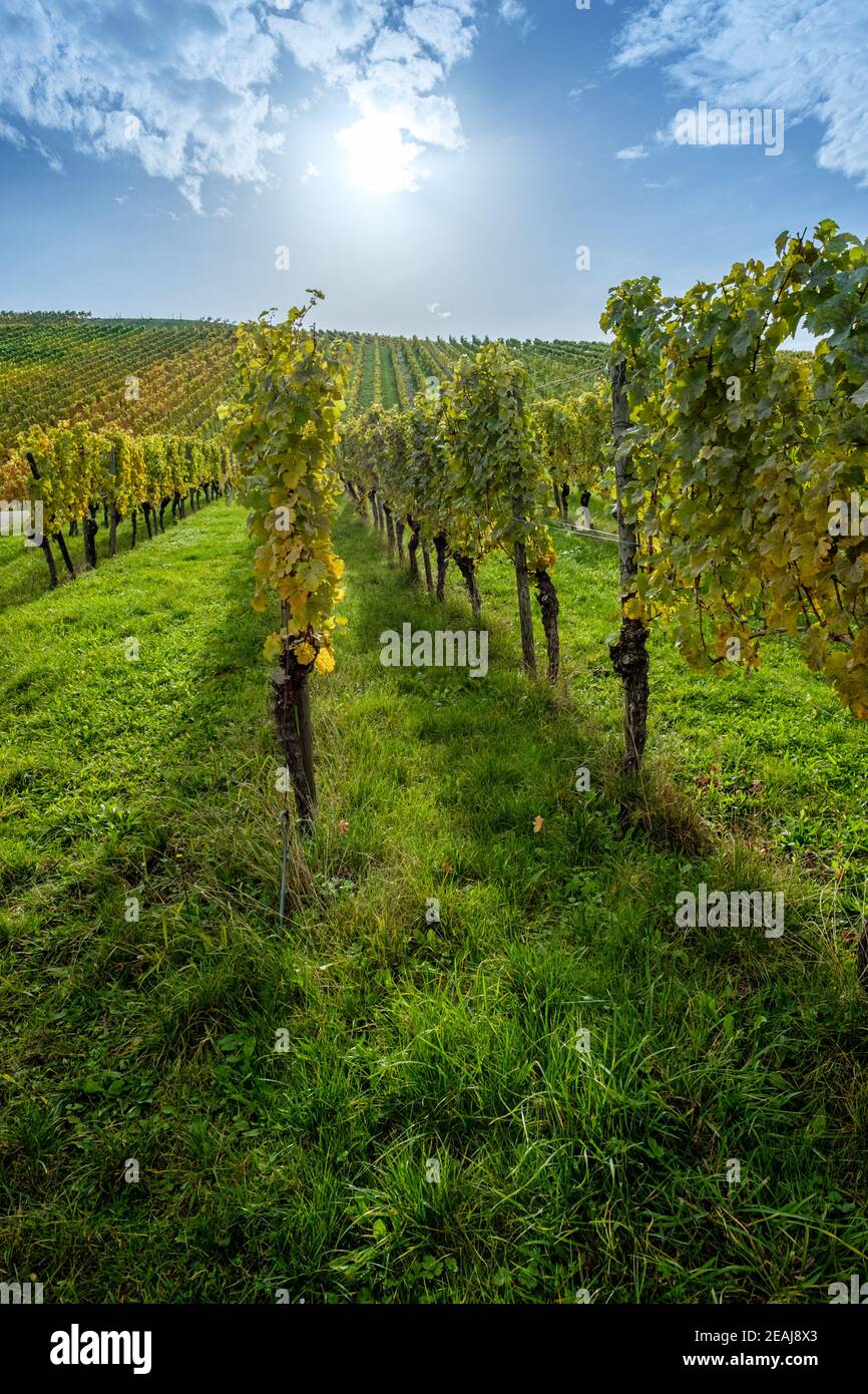Vineyard in vertical format with blue sky cloud und sun Stock Photo - Alamy
