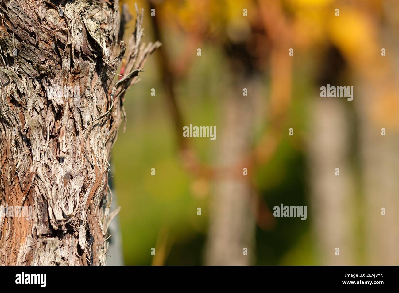 Gnarled hi-res stock photography and images - Alamy