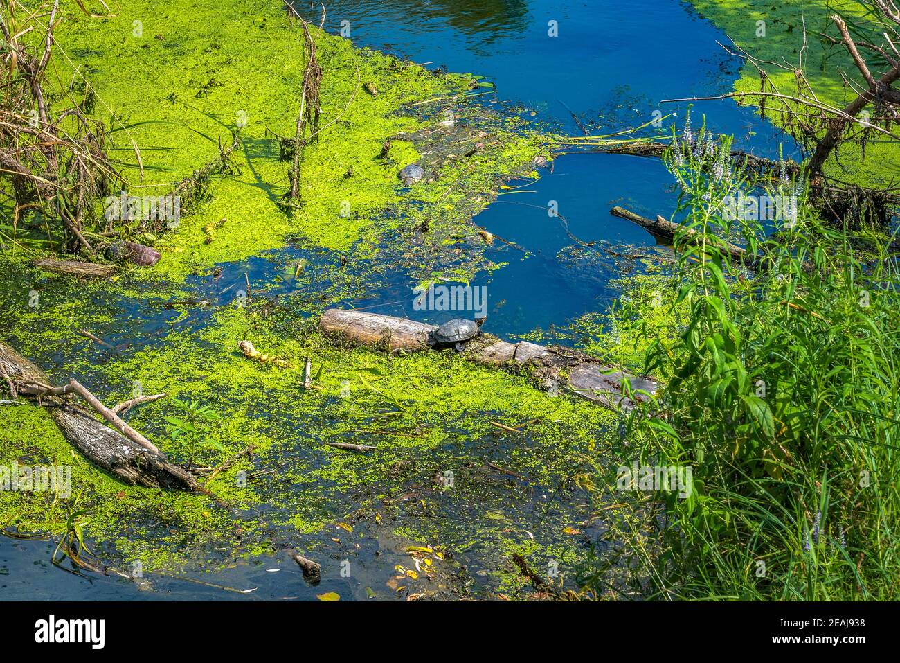 Turtle on log Stock Photo - Alamy