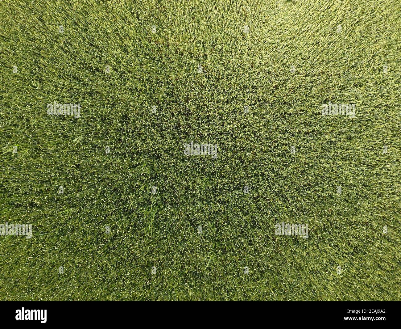 Green wheat in the field, top view with a drone. Texture of wheat green ...