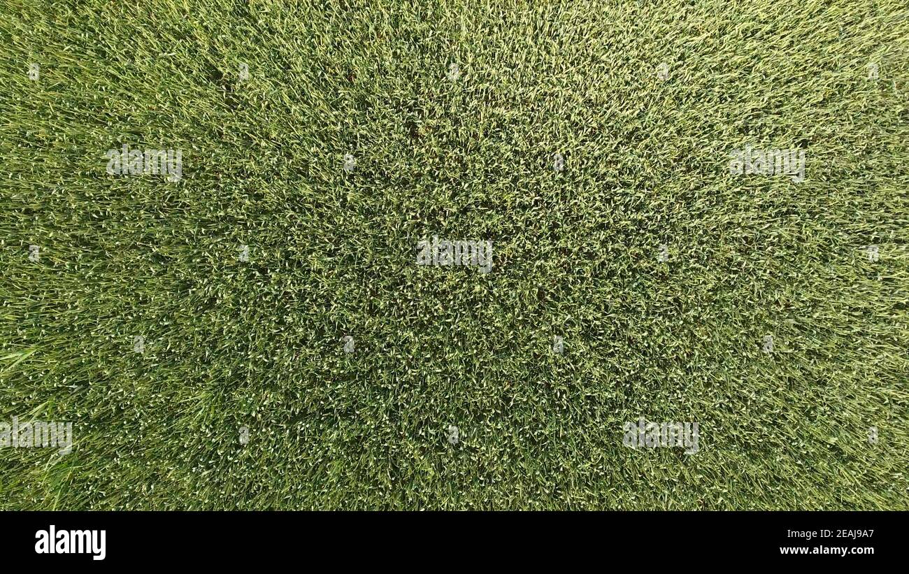 Green wheat in the field, top view with a drone. Texture of wheat green ...