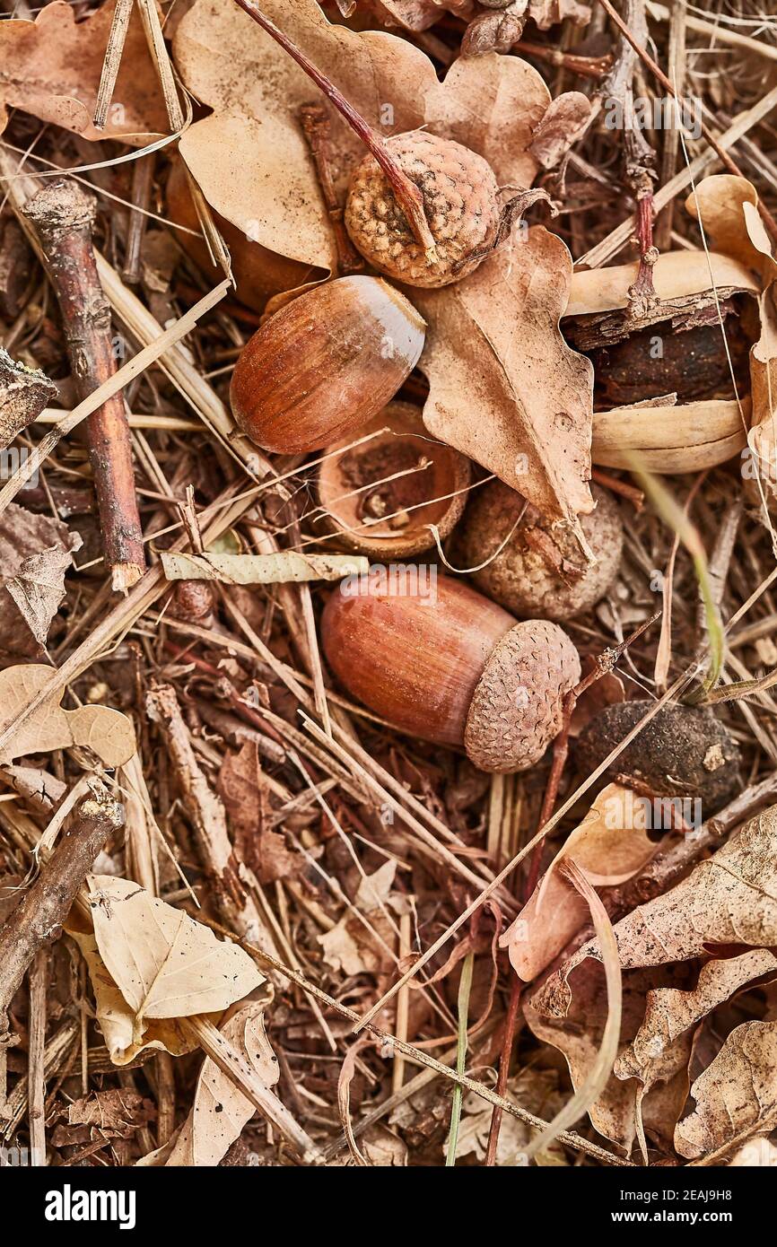Acorn forest floor hi-res stock photography and images - Alamy