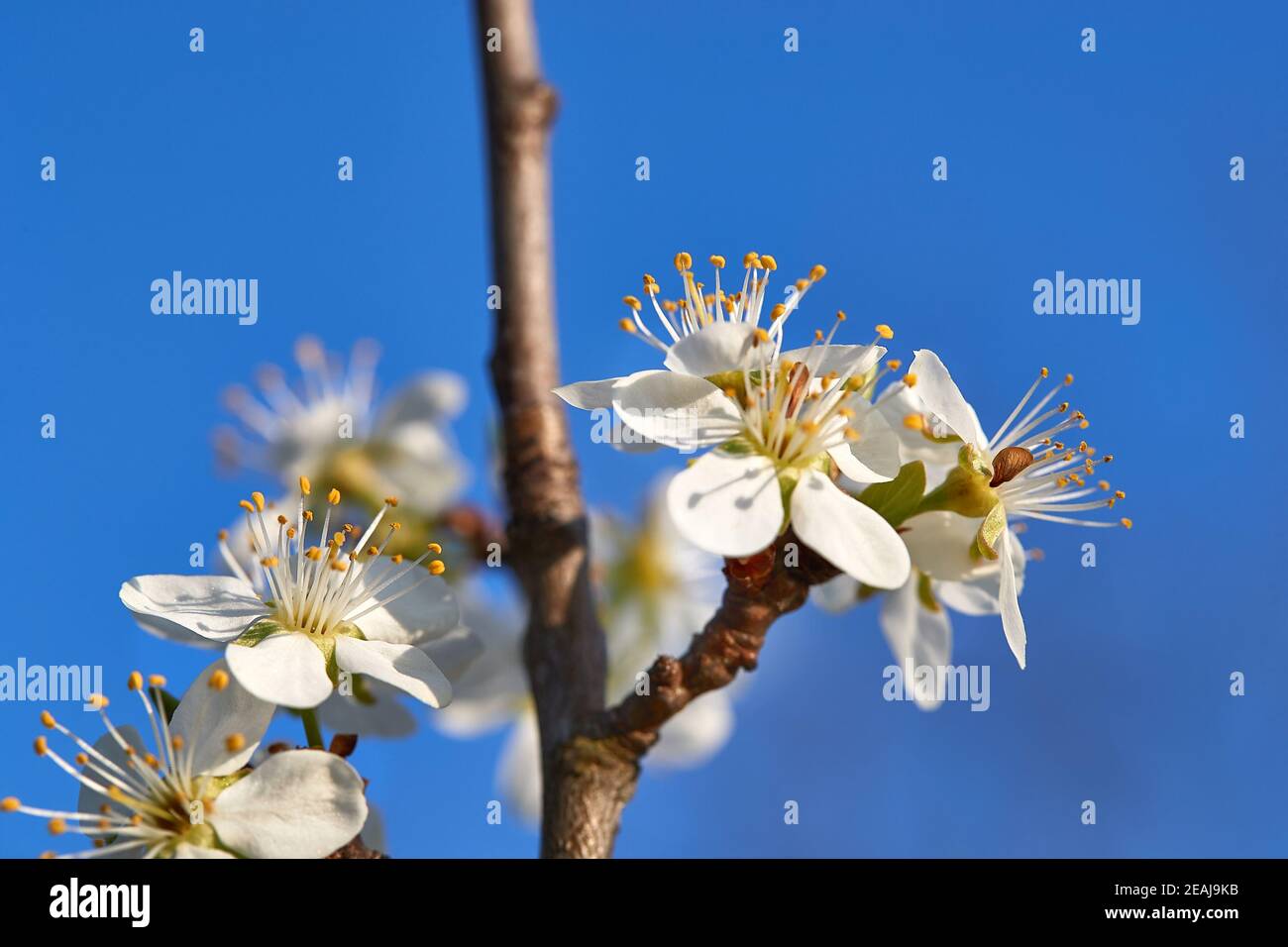 Spring blooming tree branch Stock Photo - Alamy