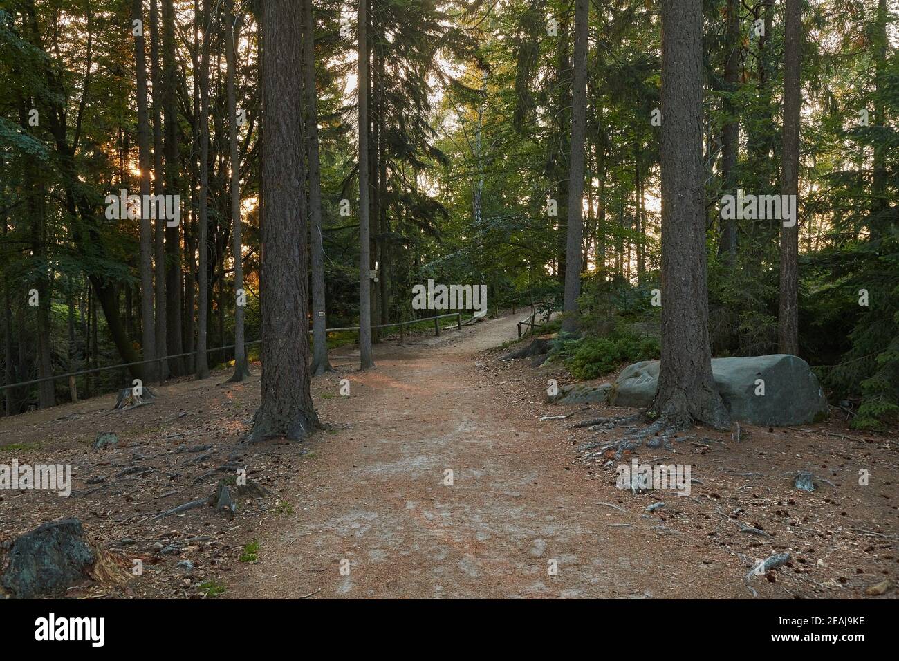 Forest hiking path Stock Photo - Alamy
