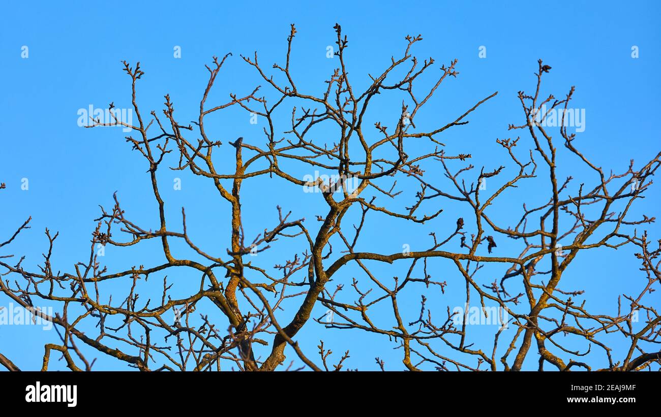 Bare tree branches in wind Stock Photo - Alamy