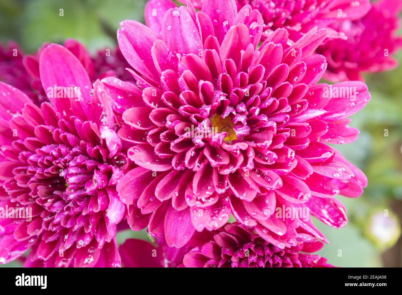 Zoom in on spring flowers hi-res stock photography and images - Alamy