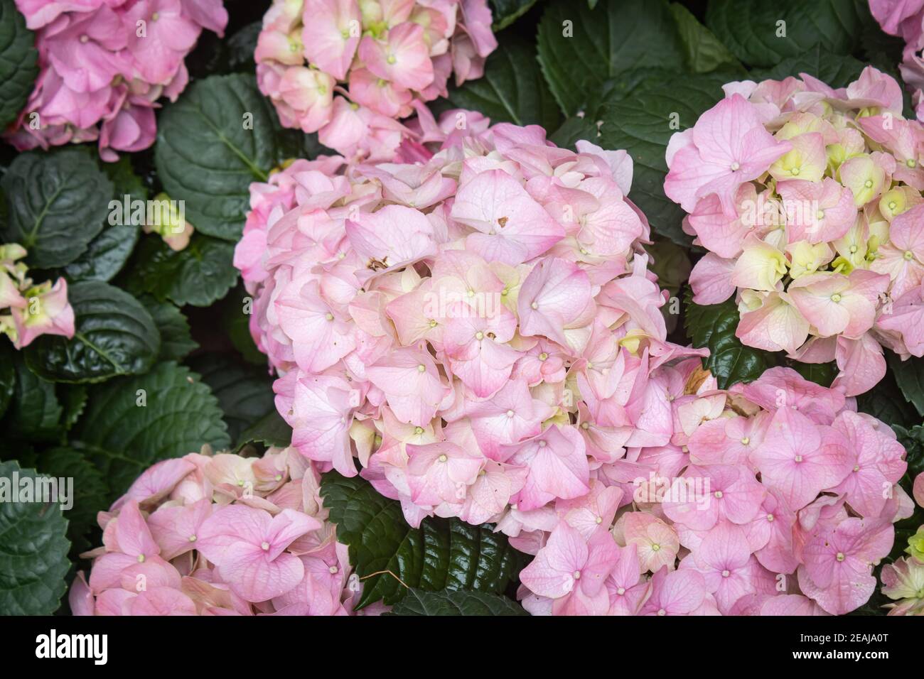 Pink hydrangea flower hi-res stock photography and images - Alamy