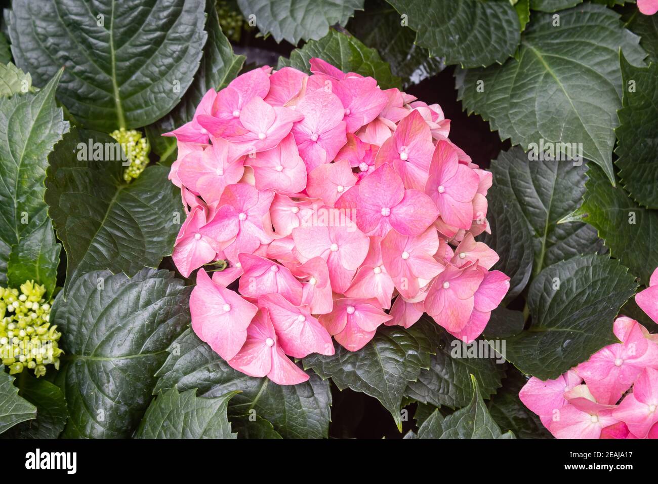 Gorgeous hydrangea garden hi-res stock photography and images - Alamy