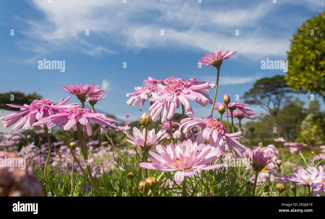 Beautiful light blue chrysanthemum hi-res stock photography and images ...