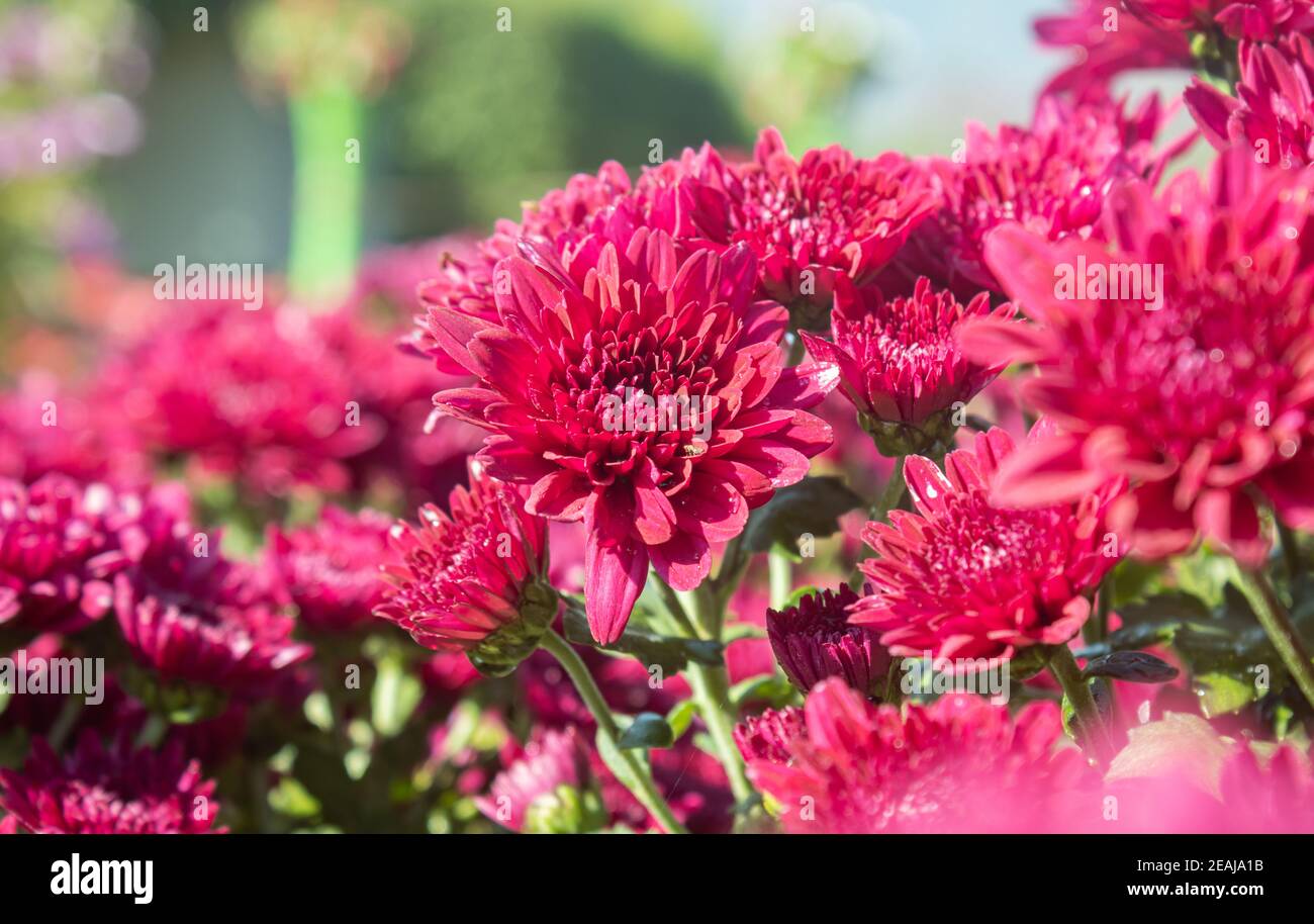 Mums flowers hi-res stock photography and images - Alamy