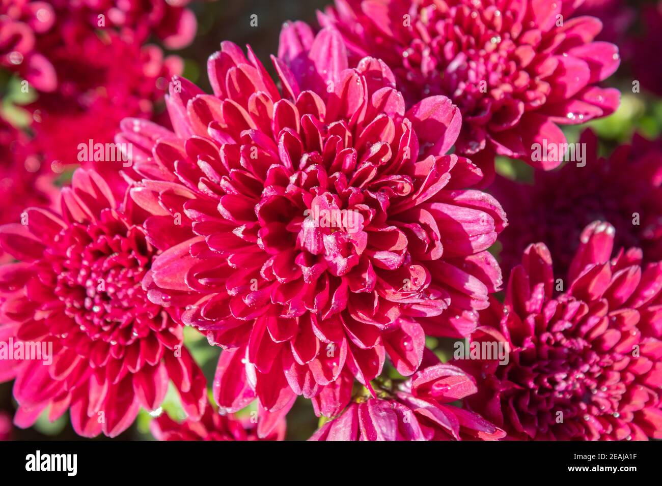 Red Chrysanthemum or Mums Flowers in Garden with Natural Light Stock ...