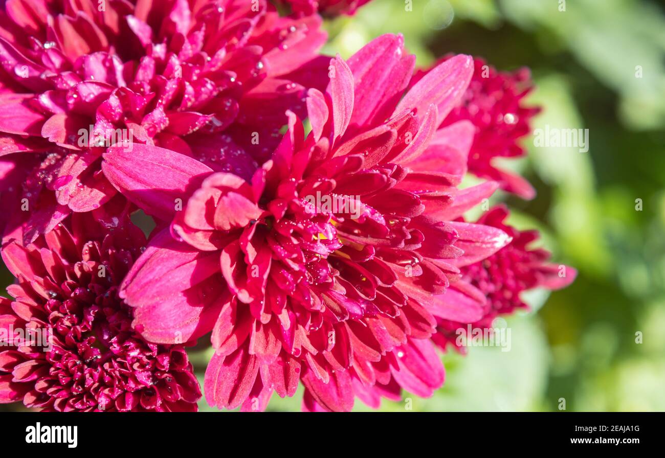 Garden mums hi-res stock photography and images - Alamy