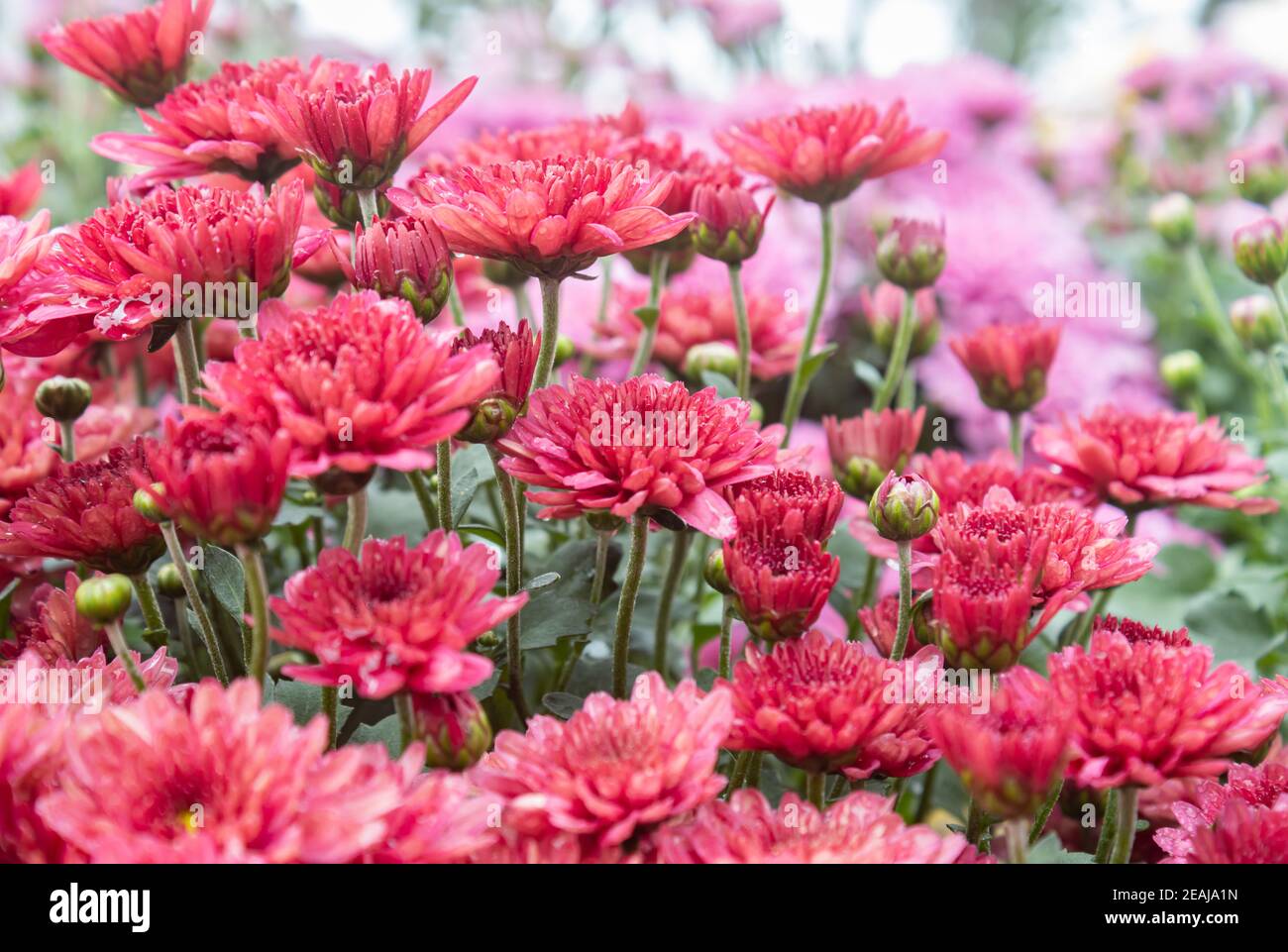 Red Chrysanthemum Flower in Garden with Natural Light Stock Photo - Alamy
