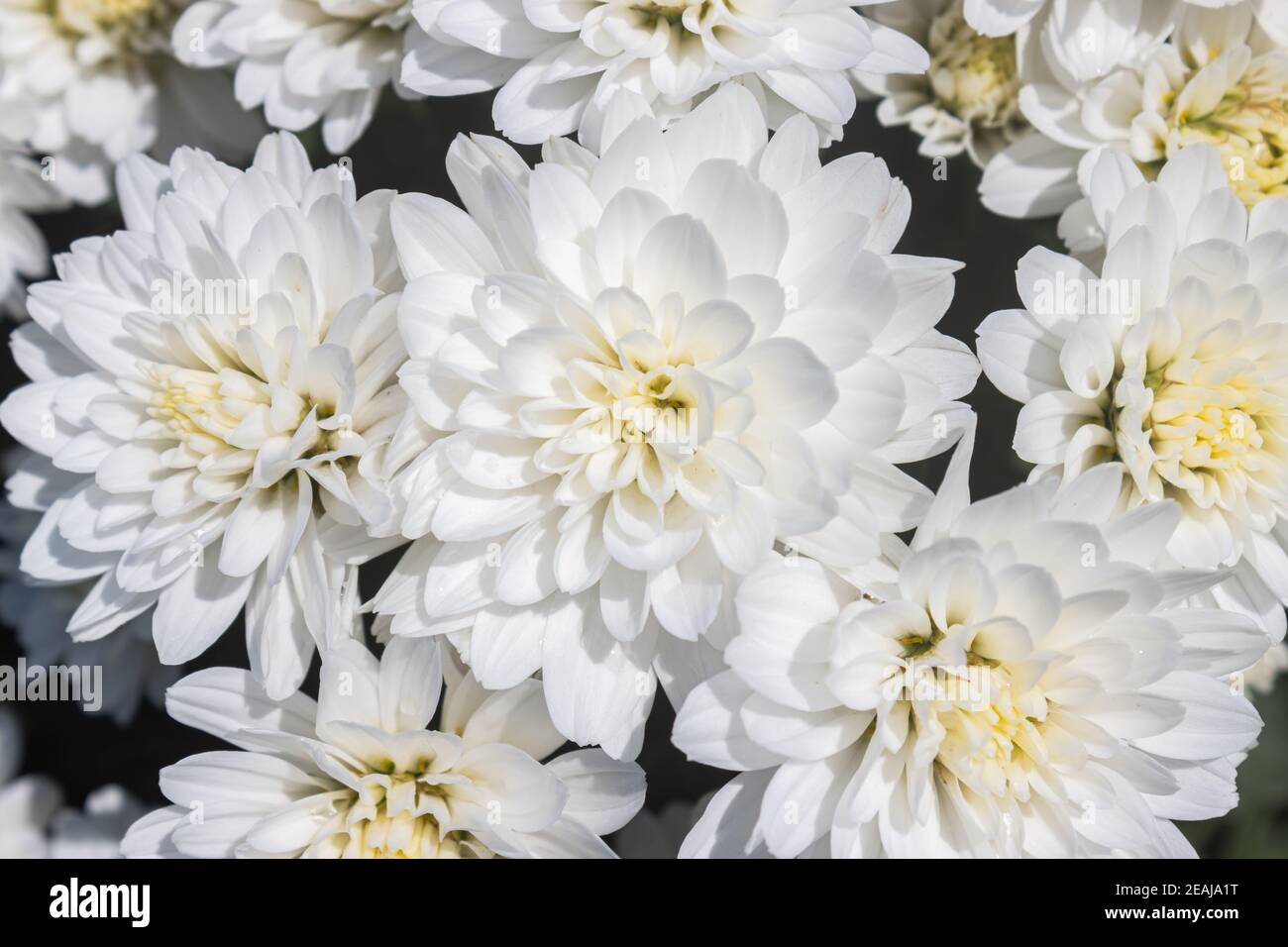 White Chrysanthemum or Mums Flowers with Natural Light on Top View ...