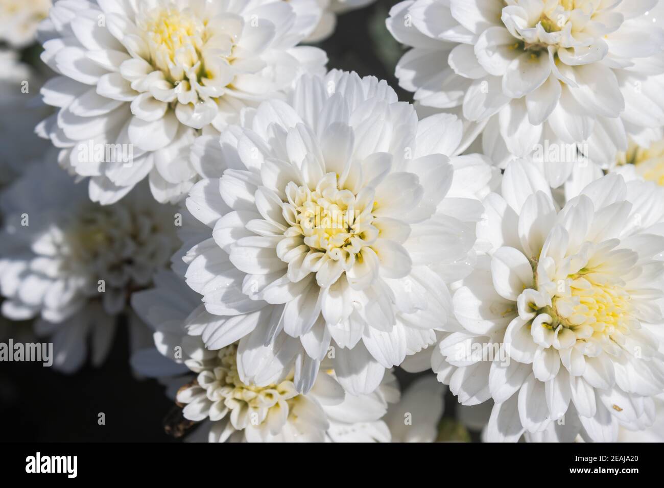 White mums hi-res stock photography and images - Alamy