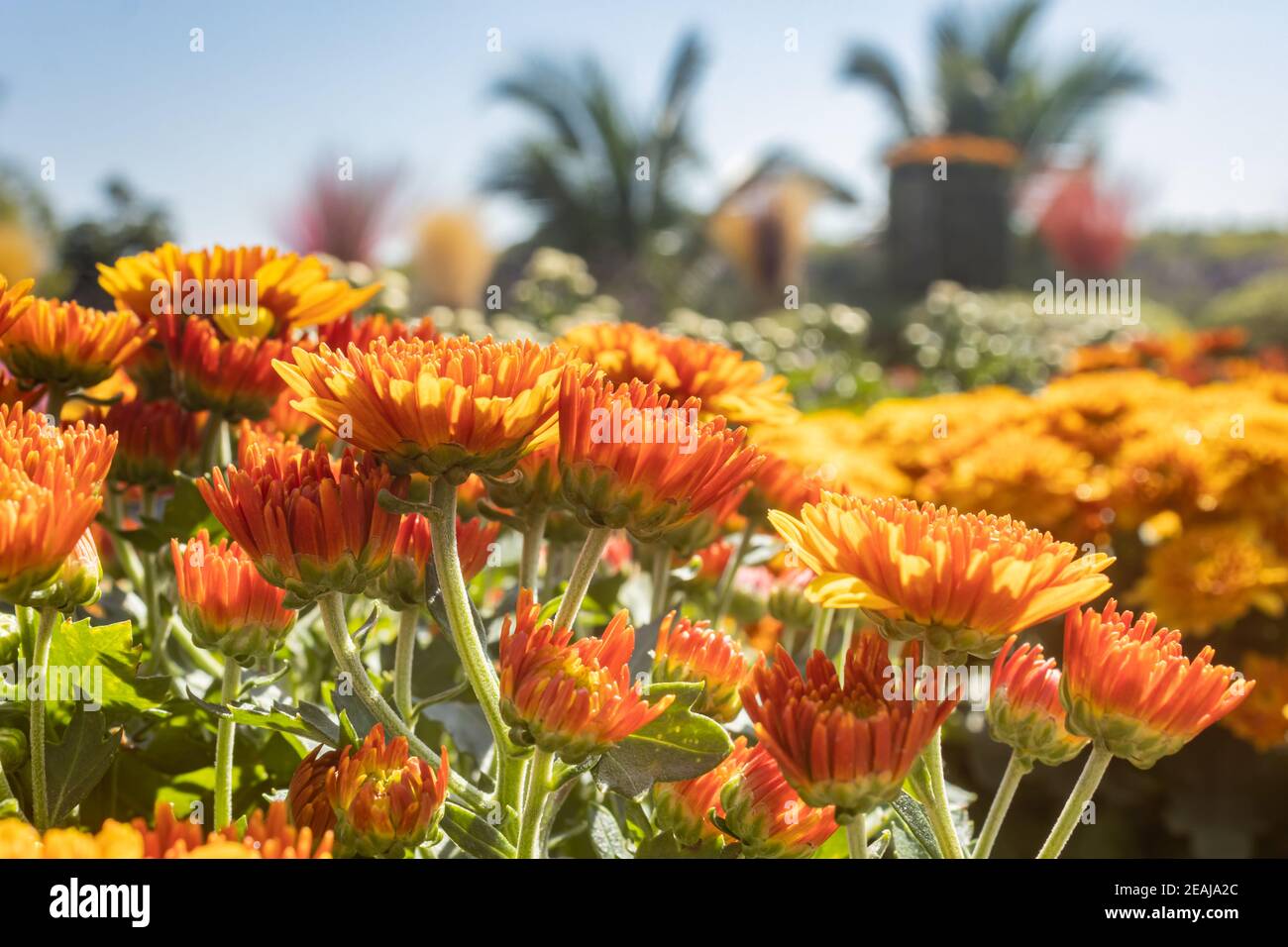 Yellow Orange Chrysanthemum or Mums Flowers with Natural Light on Side ...