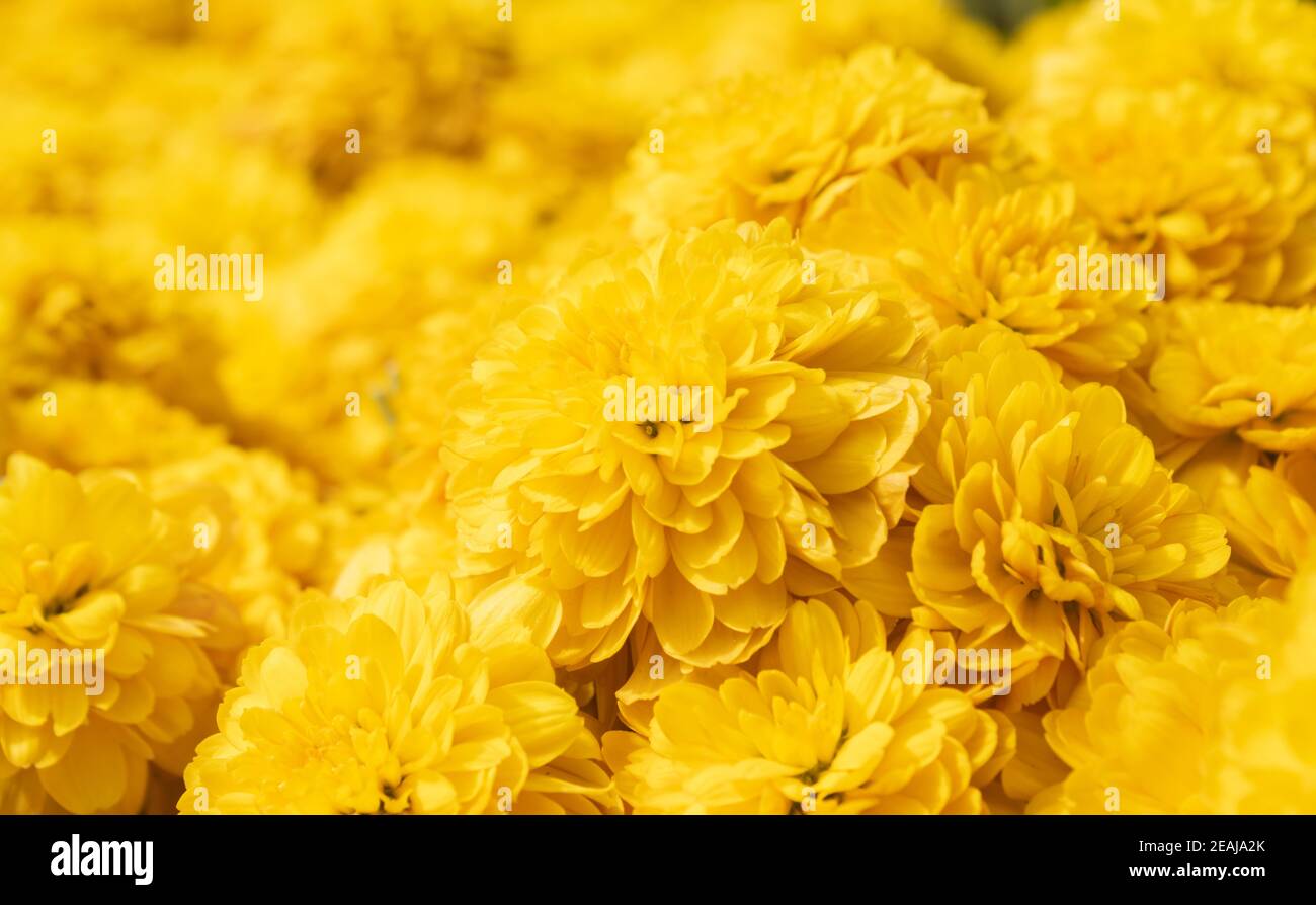 Violet mums hi-res stock photography and images - Alamy