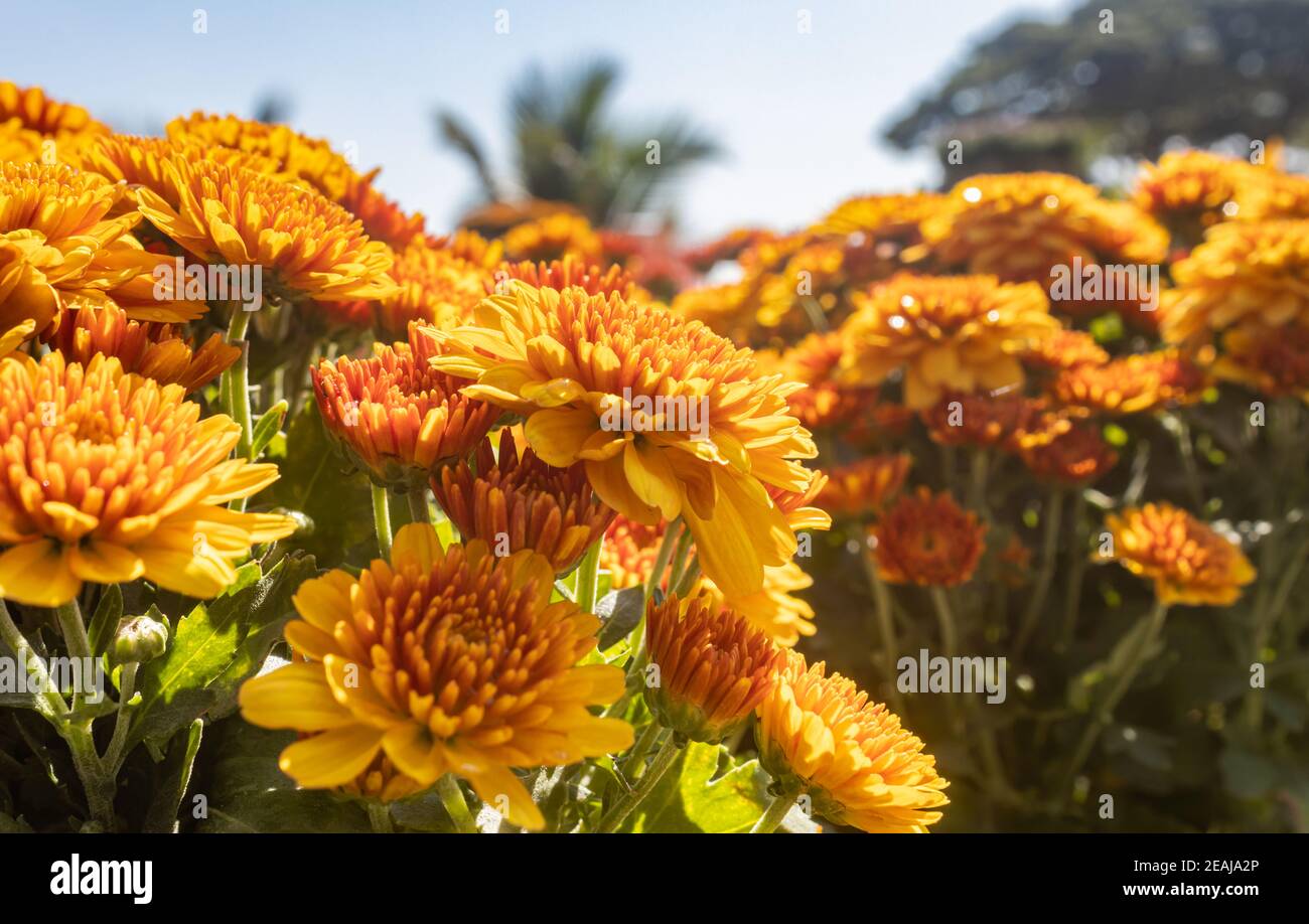 Bright orange mums hi-res stock photography and images - Alamy
