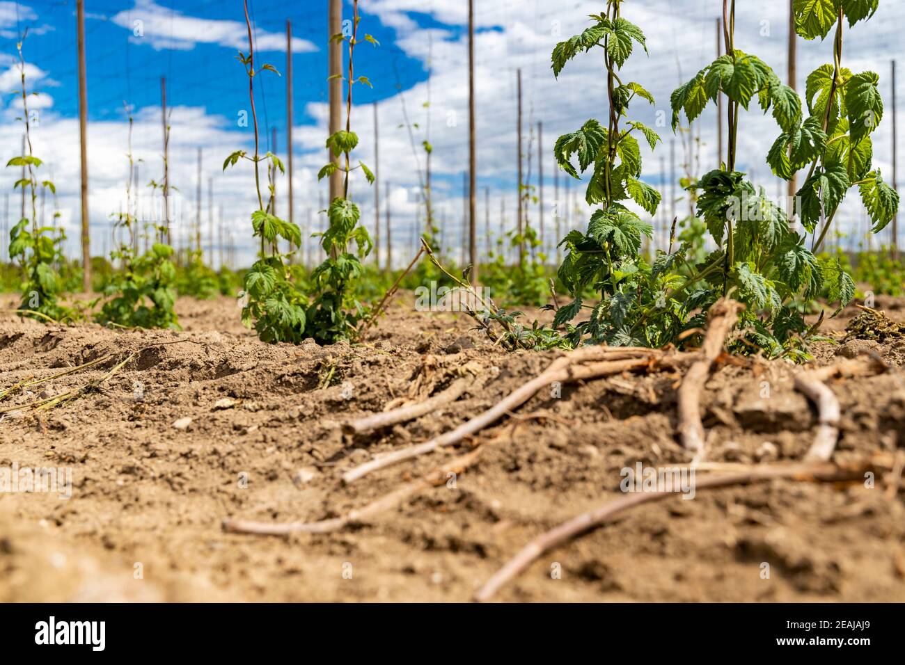 Time green traditional hi-res stock photography and images - Alamy