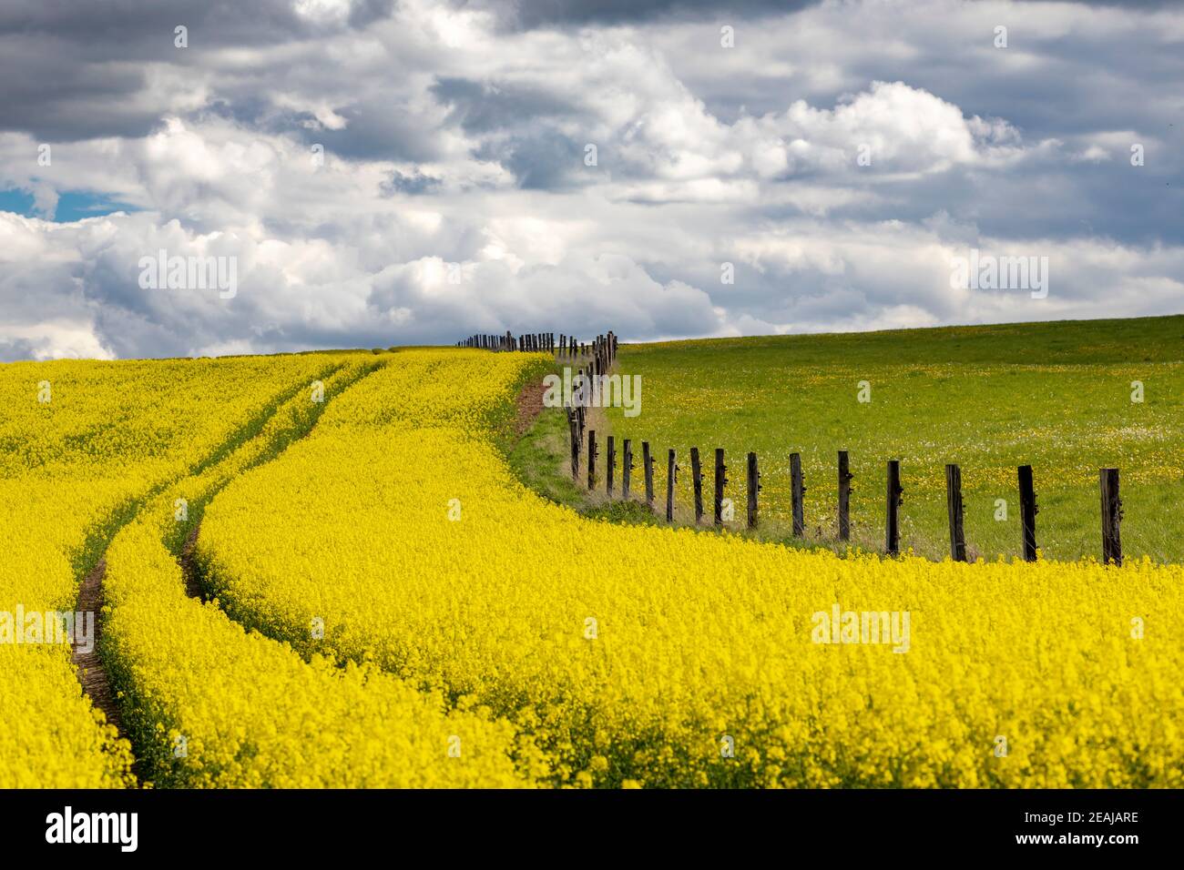 Rapeseed field in Central Bohemia, Czech Republic Stock Photo - Alamy