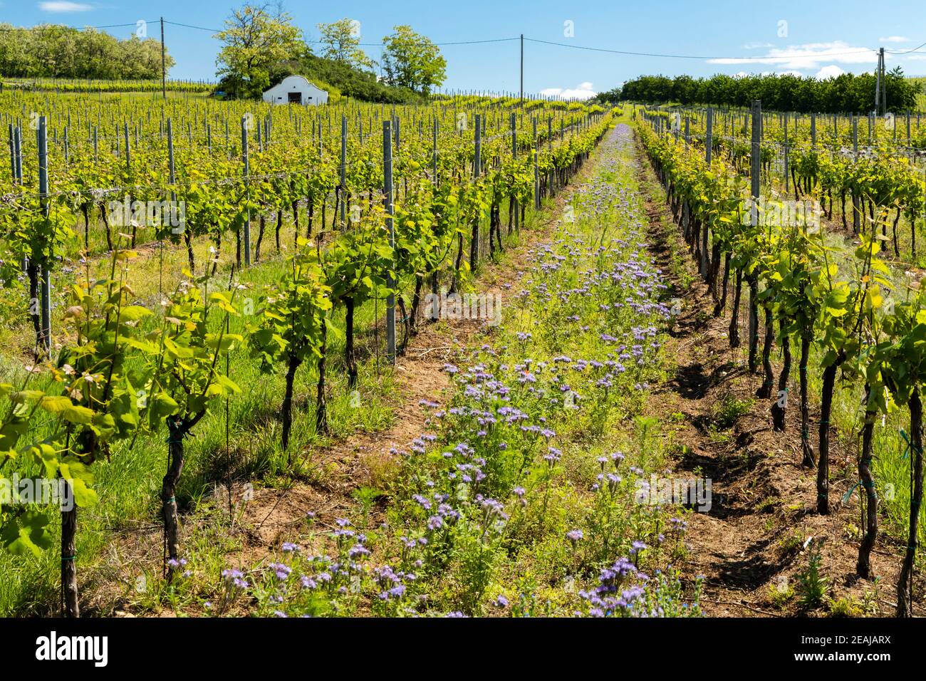 South moravia czech flower hi-res stock photography and images - Alamy