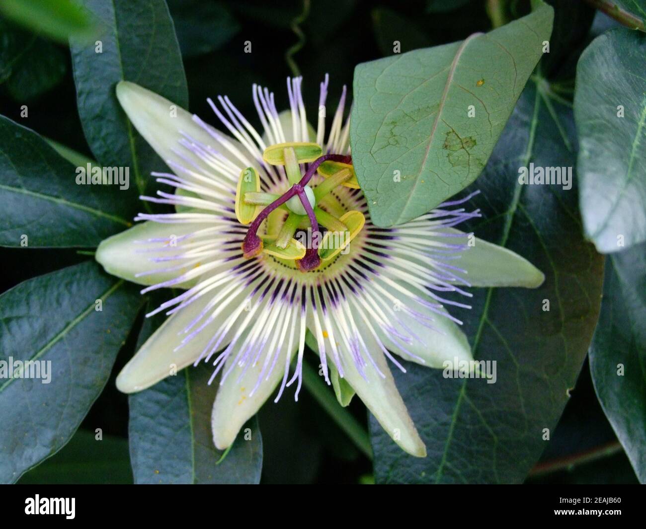 Passion Flower And Fruit High Resolution Stock Photography and Images ...