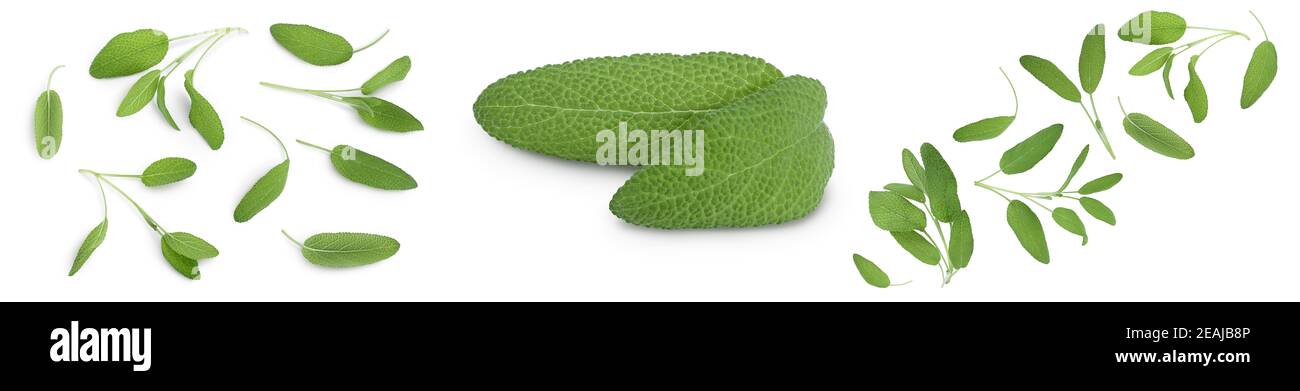 Sage herb leaves isolated on white background with clipping path and ...