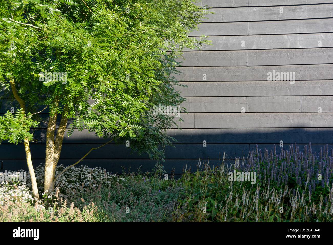 Tree and plants on a wooden house wall Stock Photo - Alamy