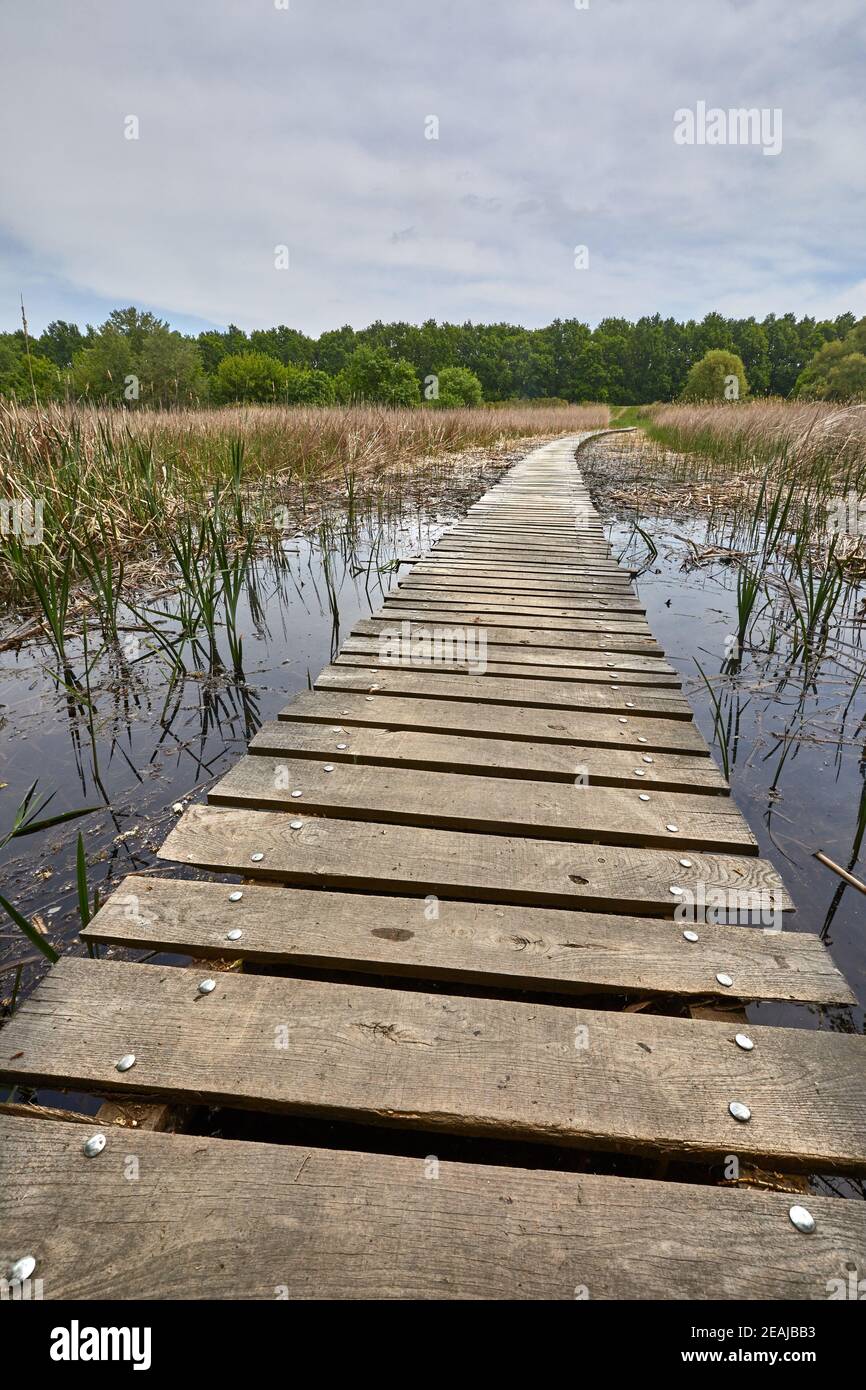 Swamp Bog Wetland Boardwalk High Resolution Stock Photography and ...