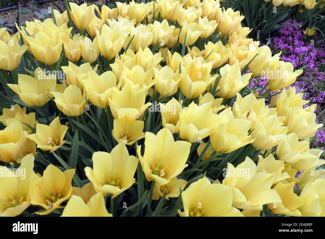 Tulipa green star hi-res stock photography and images - Alamy