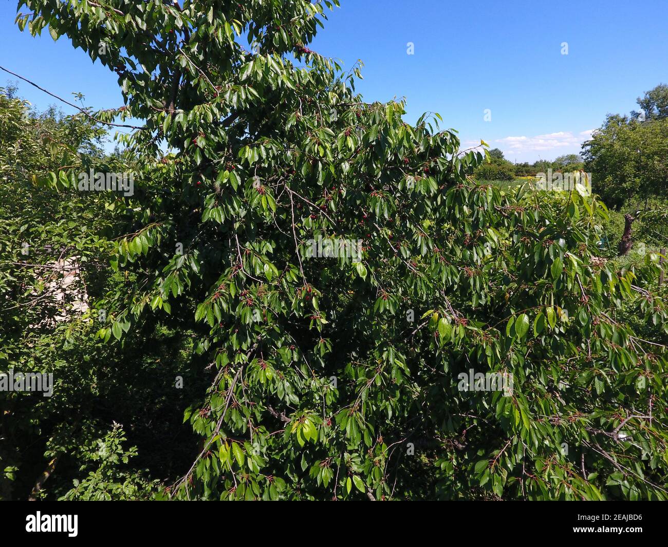 Branches of cherries with ripe berries. Ripe sweet cherry on a tree ...
