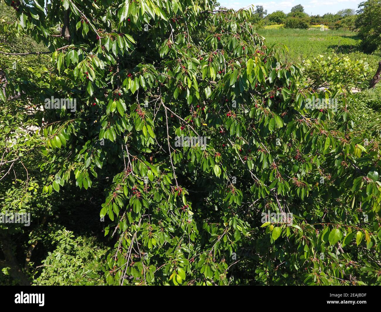 Branches of cherries with ripe berries. Ripe sweet cherry on a tree ...