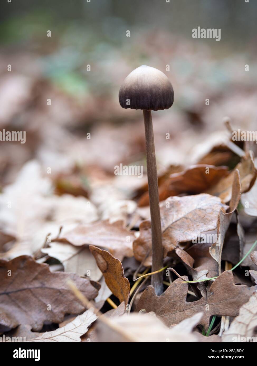 small fungus in autumn woodland Stock Photo - Alamy