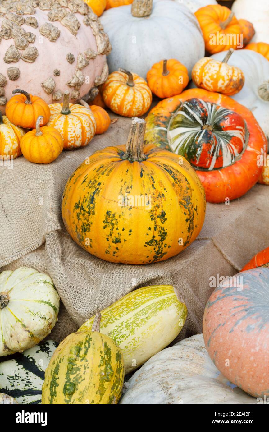 Winter Squash Rhs