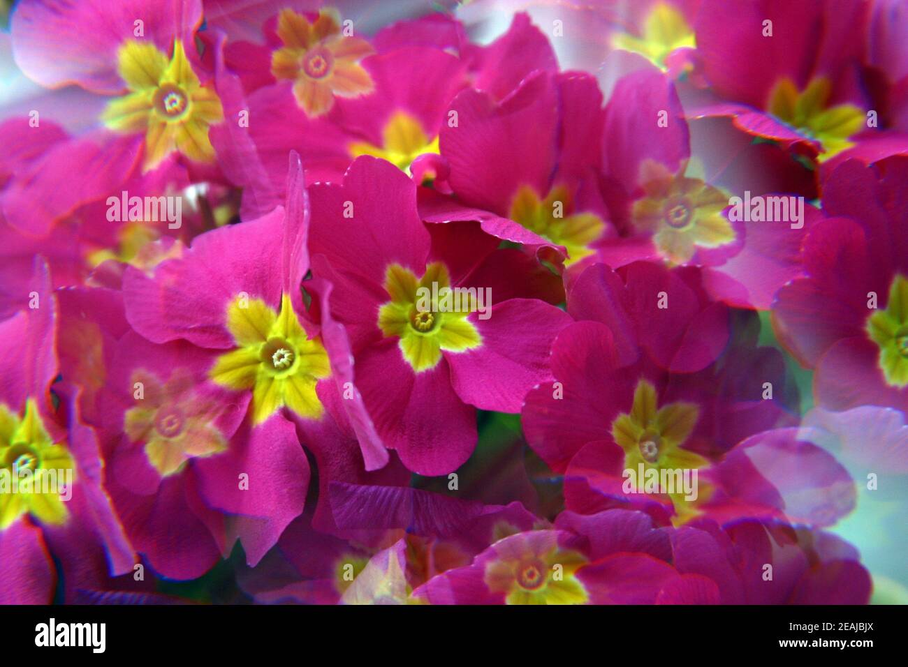 Pink primula flowers Stock Photo - Alamy