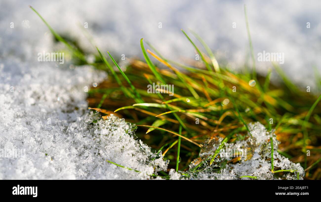 Green Grass Field with Morning melting Snow and Frost forming ice ...