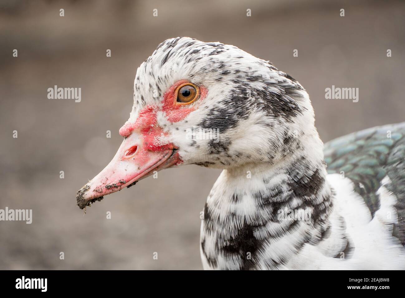 Female duck close-up. Indoda is on the farm Stock Photo - Alamy