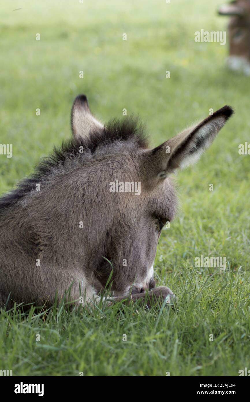 Portrait of a young domestic donkey(Equus asinus asinus Stock Photo - Alamy
