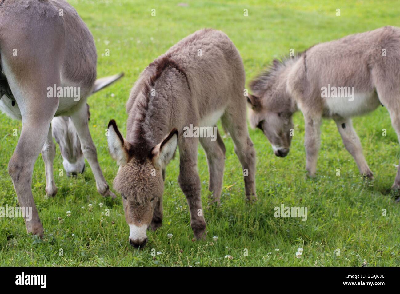 Donkey family in a meadow (Equus asinus asinus Stock Photo - Alamy