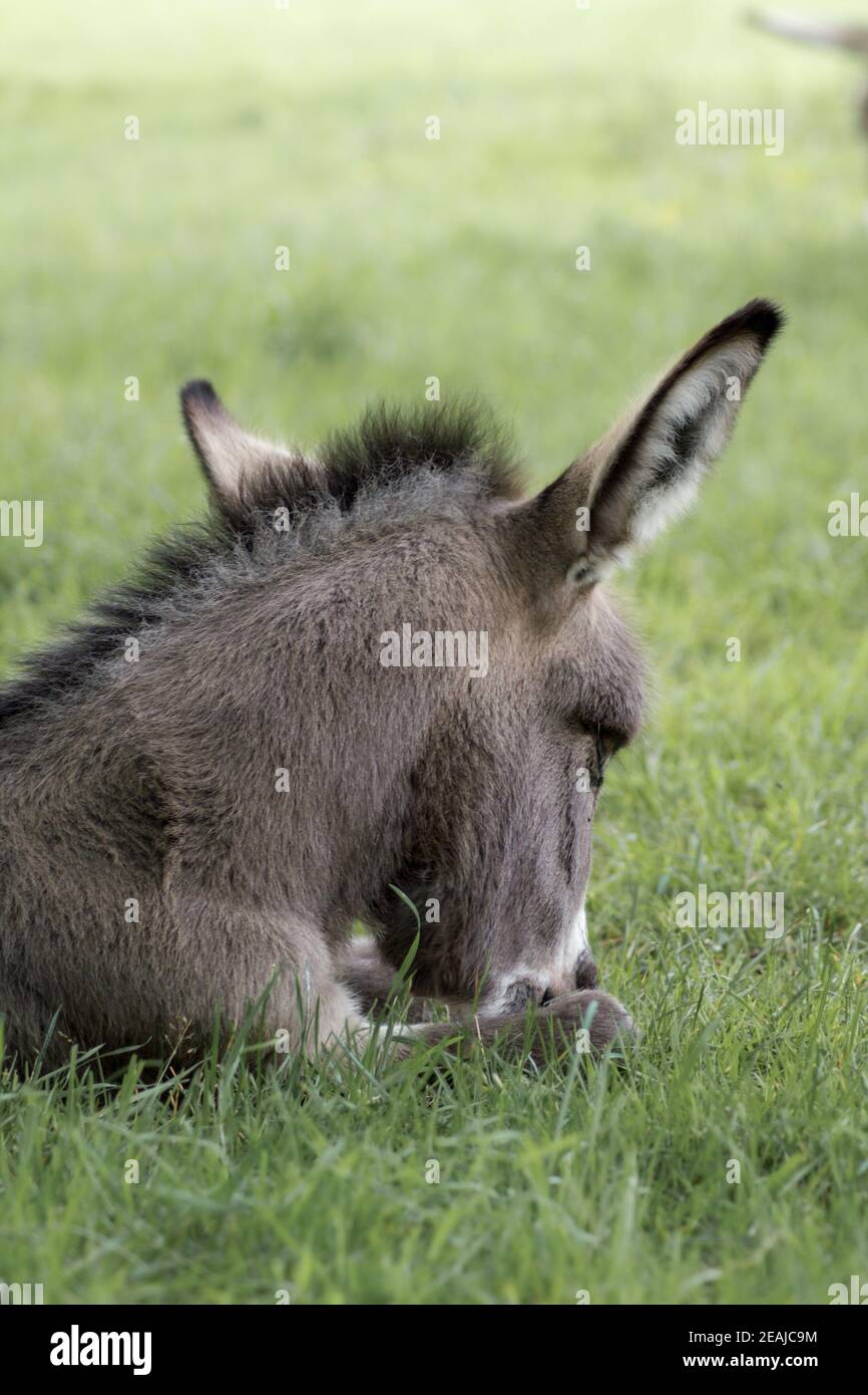 Portrait of donkeys head hi-res stock photography and images - Alamy