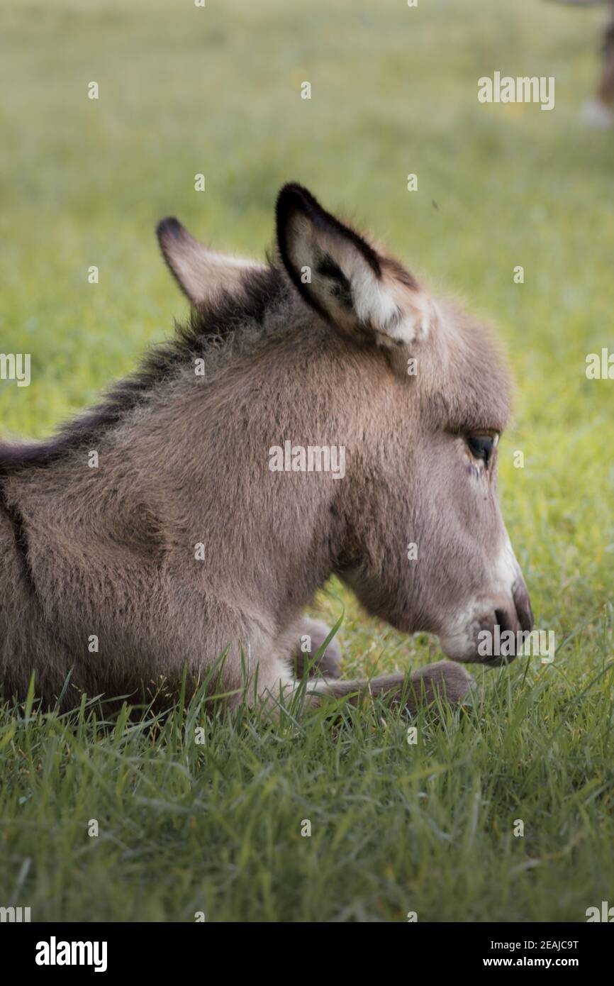 Portrait of a young domestic donkey(Equus asinus asinus Stock Photo - Alamy