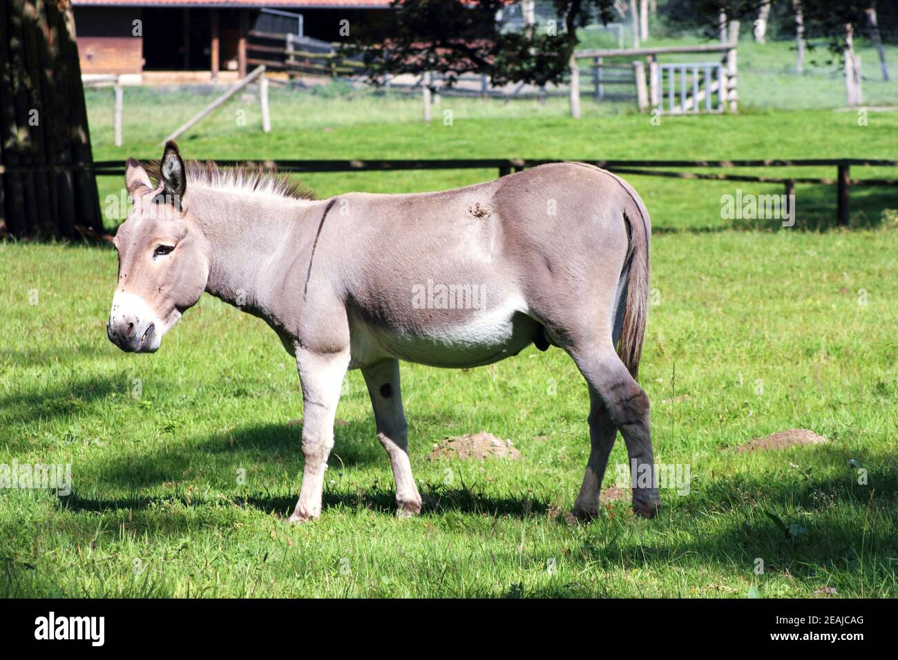 A domestic donkey (Equus asinus asinus) in a meadow Stock Photo - Alamy