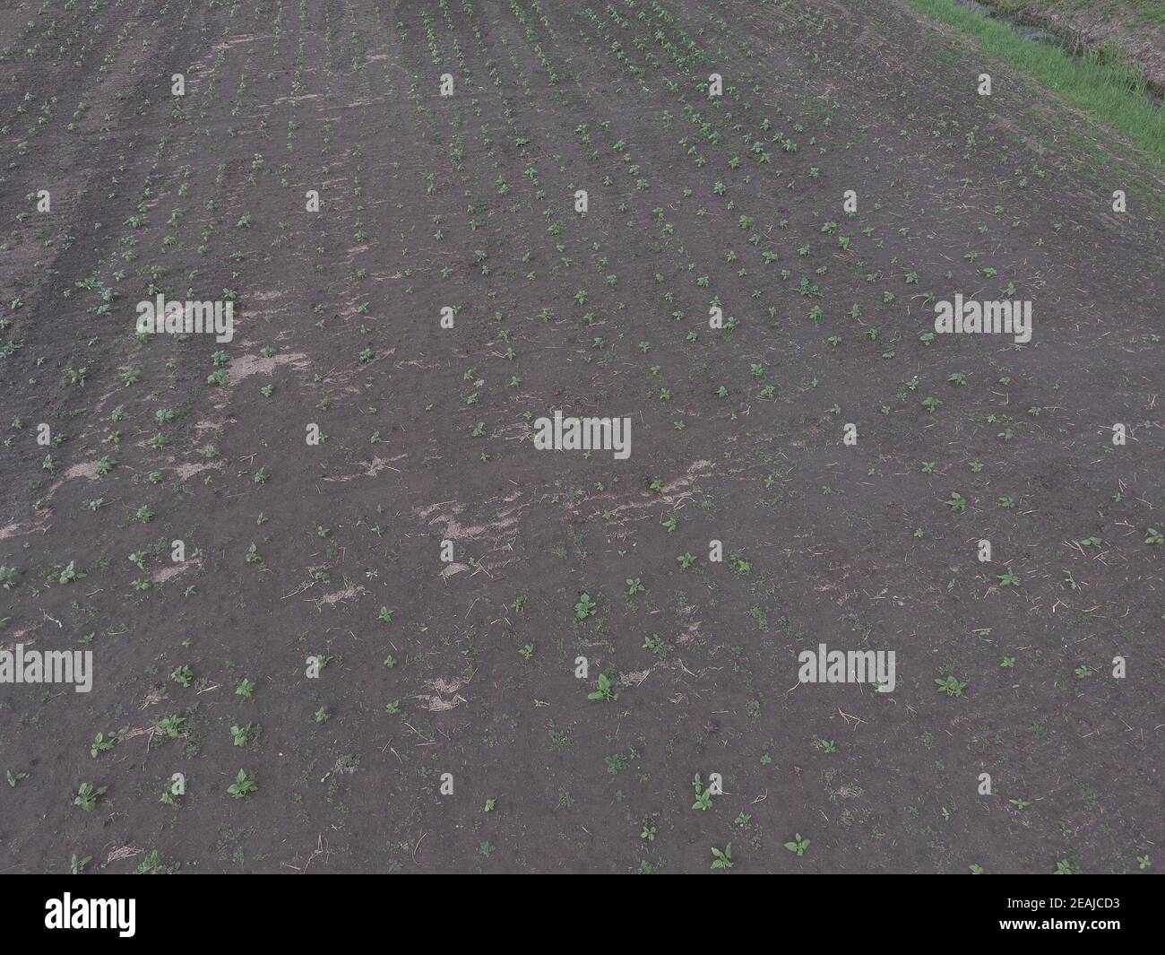 Seedling height hi-res stock photography and images - Alamy
