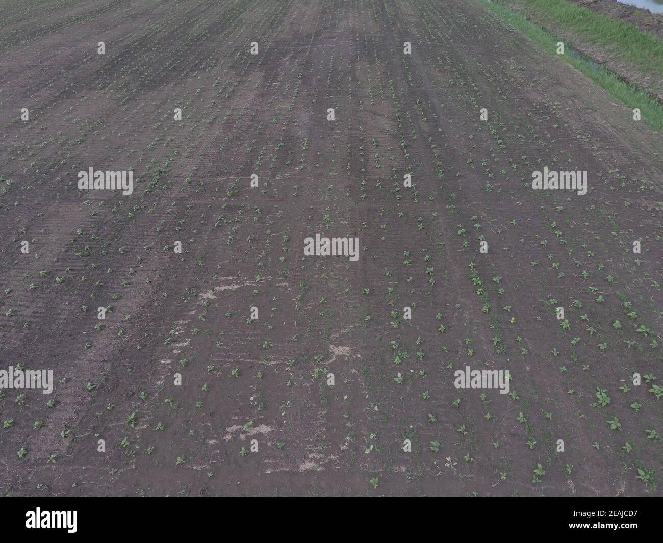 Sunflower seed soil hi-res stock photography and images - Alamy